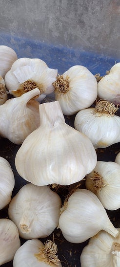 Seed Garlic-Susanville | Farm in the Wildwood