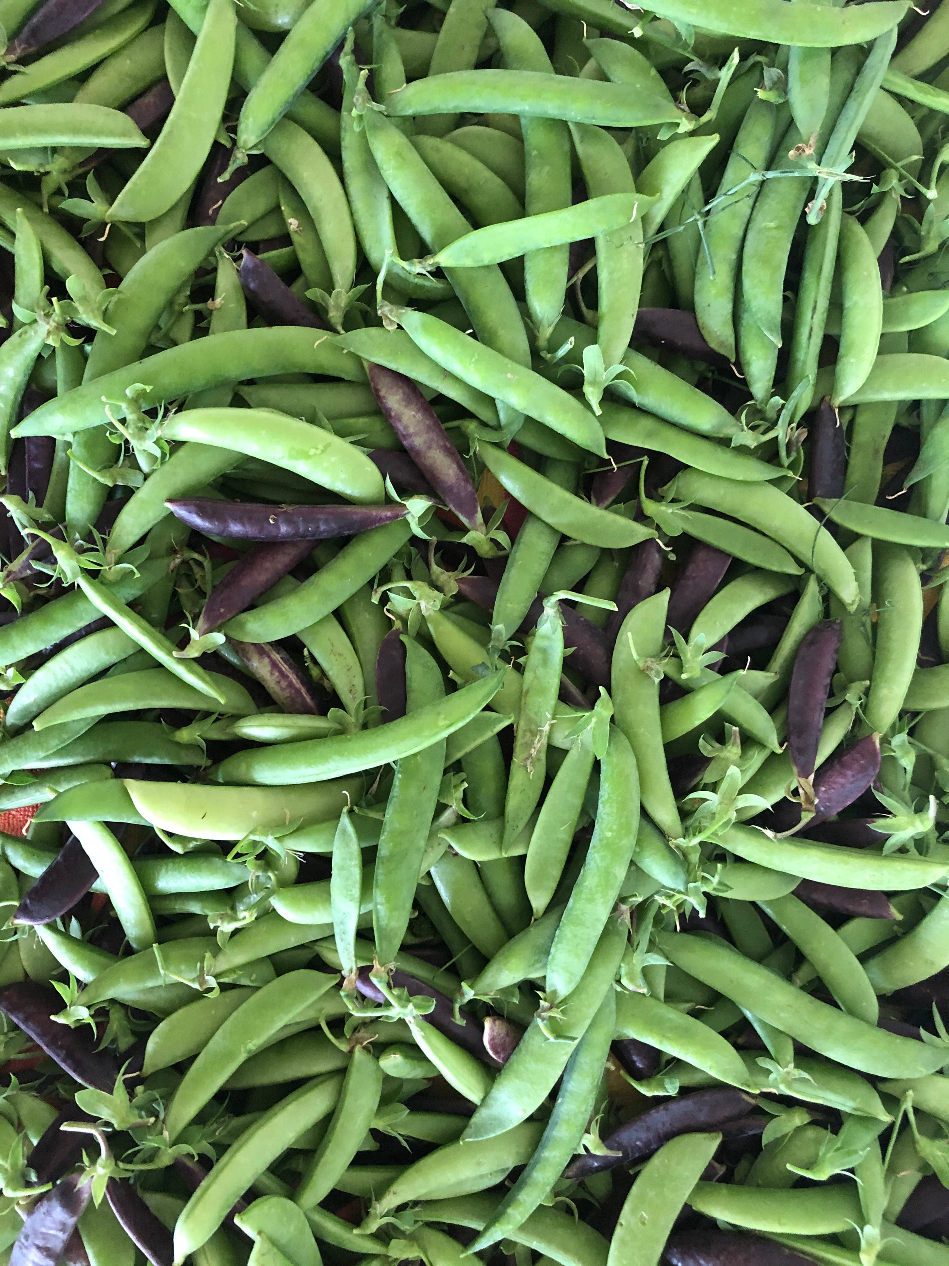 Growing Sugar Snaps (A Garden Spotlight Class) | Farm in the Wildwood
