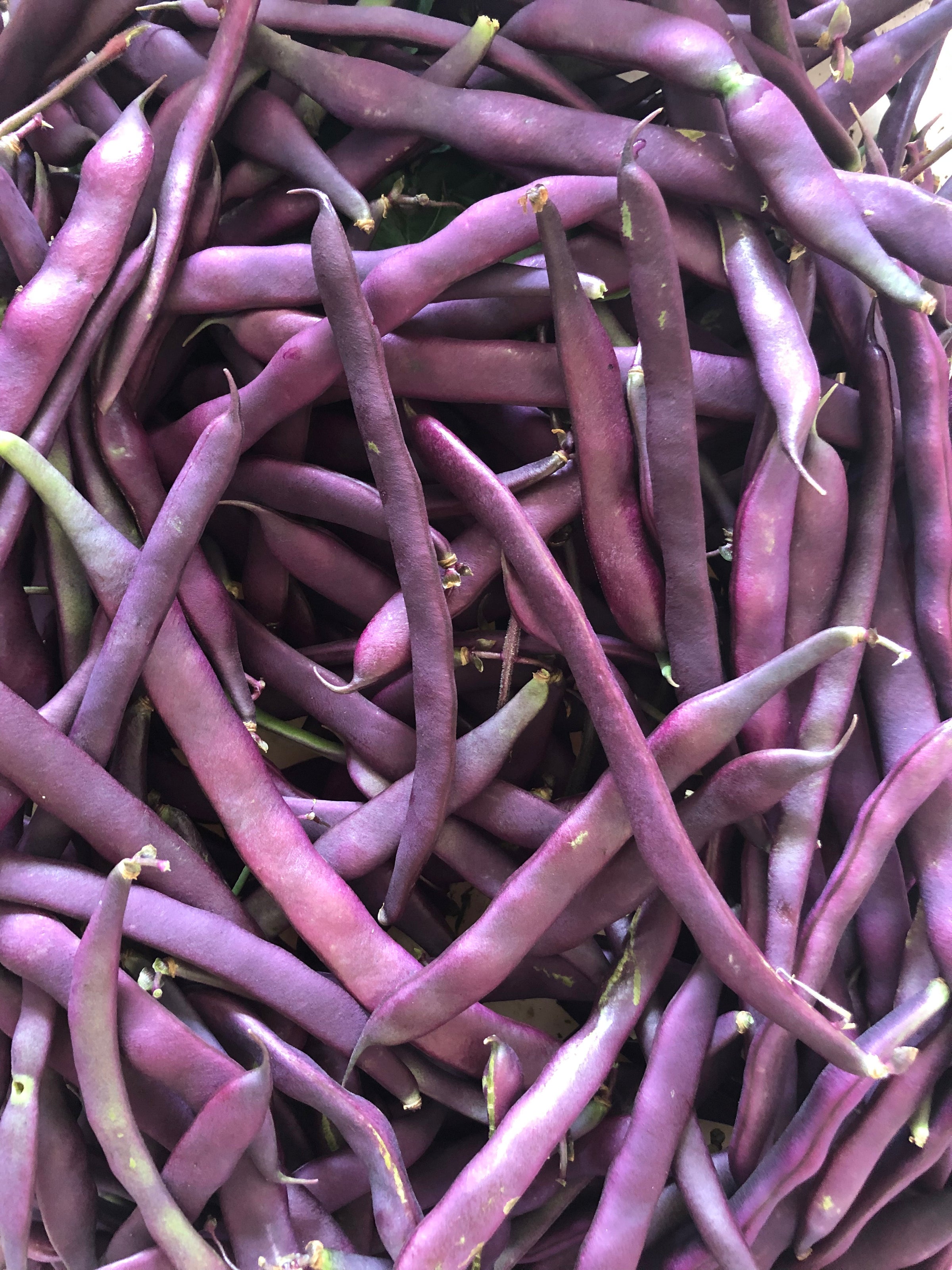 Purple Snap Beans